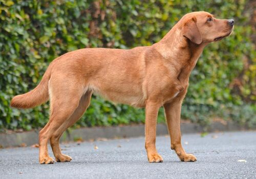 C-Wurf (Wurfankündigung – Mitte August 2024) - Labradore vom Königsfelsen